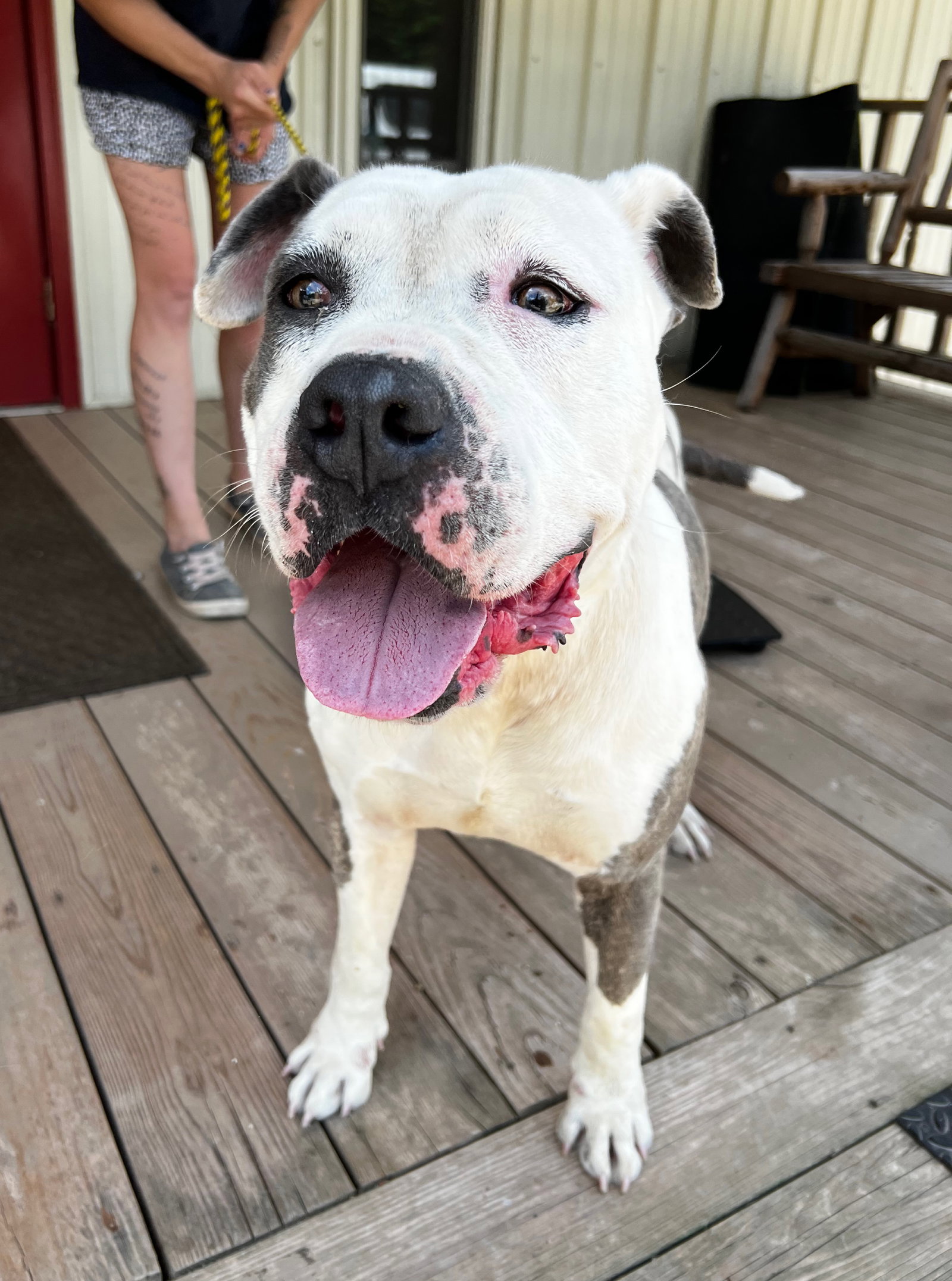 Dog for Adoption - Dustin, a Pit Bull Terrier in Toronto, OH | Alpha Paw
