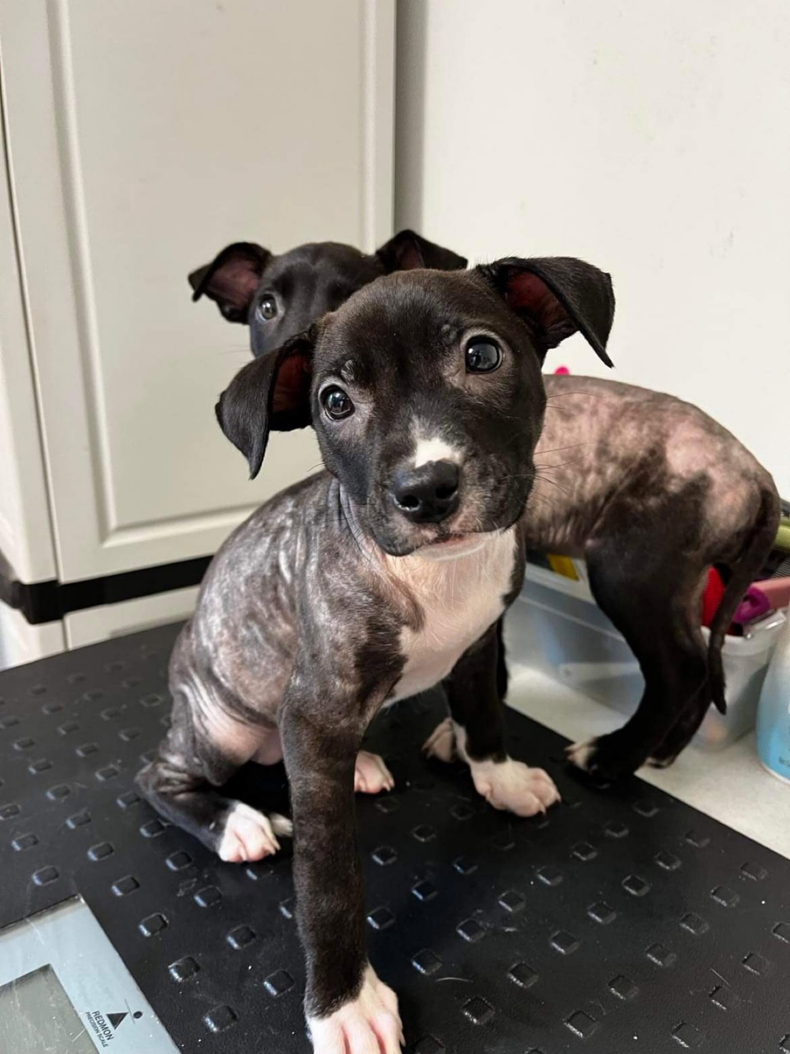 Dog for Adoption - Quinlan, a Pit Bull Terrier in Zanesville, OH ...