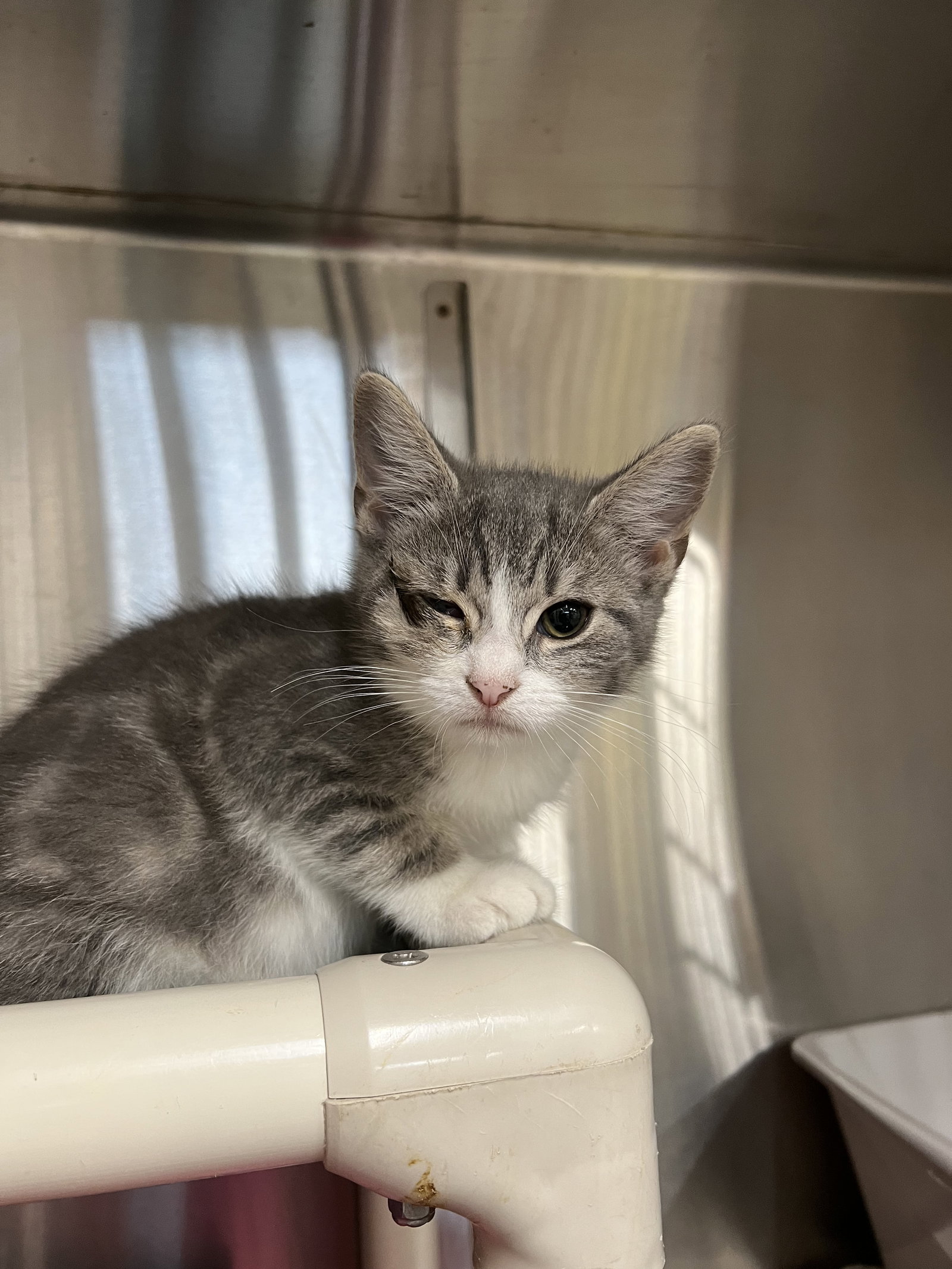 Cats for Adoption in Ripley, West Virginia | Alpha Paw