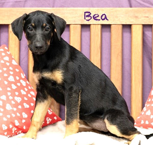 Dog for Adoption - **BEA**, a Doberman Pinscher in Milwaukee, WI ...