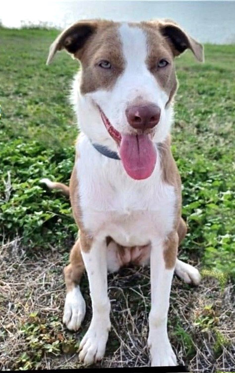 Dog for Adoption - **FAITH**, a Smooth Collie in Washington County, WI ...