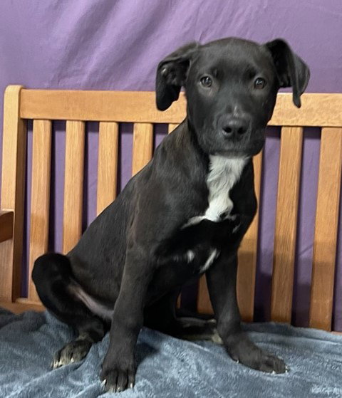 Dog for Adoption - **MILO**, a Labrador Retriever in Waukesha, WI ...