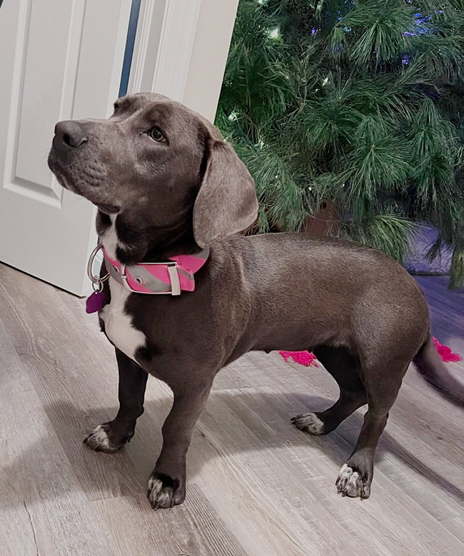 Dog for Adoption - **LUCY LOU**, a Labrador Retriever in Milwaukee, WI ...