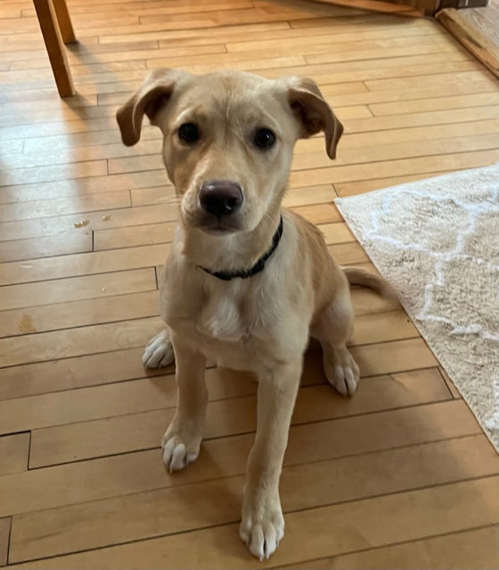 Dog for Adoption - **RIPPLE**, a Yellow Labrador Retriever in Jefferson ...