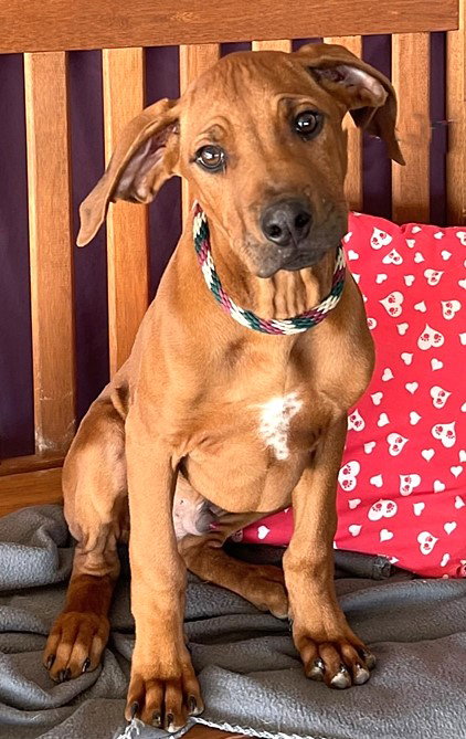 Dog for Adoption - **ZURI**, a Rhodesian Ridgeback in Milwaukee, WI ...