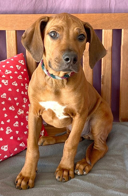 Dog for Adoption - **SIMBA**, a Rhodesian Ridgeback in Milwaukee, WI ...