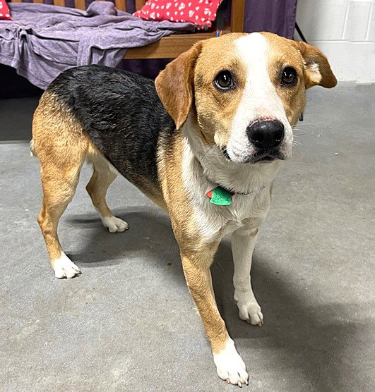 Dog for Adoption - **WALKER**, a Beagle in Burlington, WI | Alpha Paw