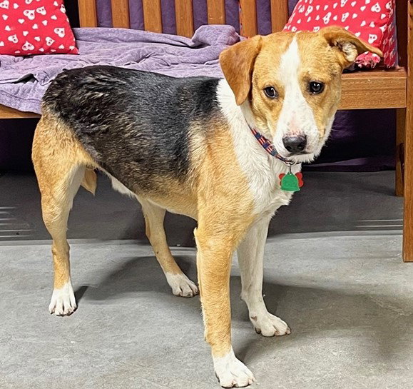 Dog for Adoption - **WALKER**, a Beagle in Burlington, WI | Alpha Paw