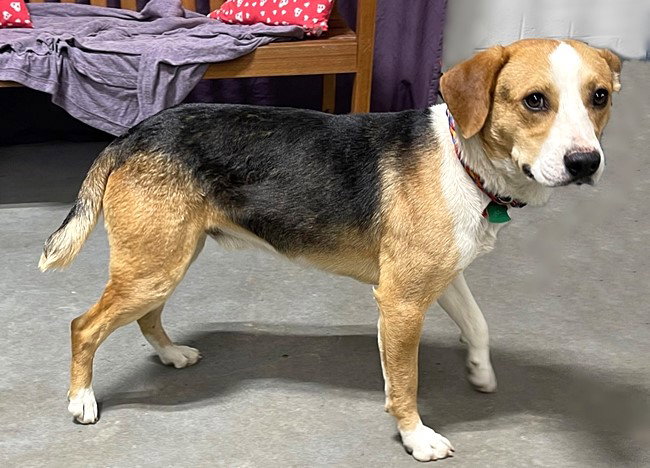 Dog for Adoption - **WALKER**, a Beagle in Burlington, WI | Alpha Paw