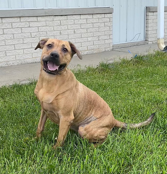 Dog for Adoption - **SASHA**, a Labrador Retriever in Sun Prairie, WI ...