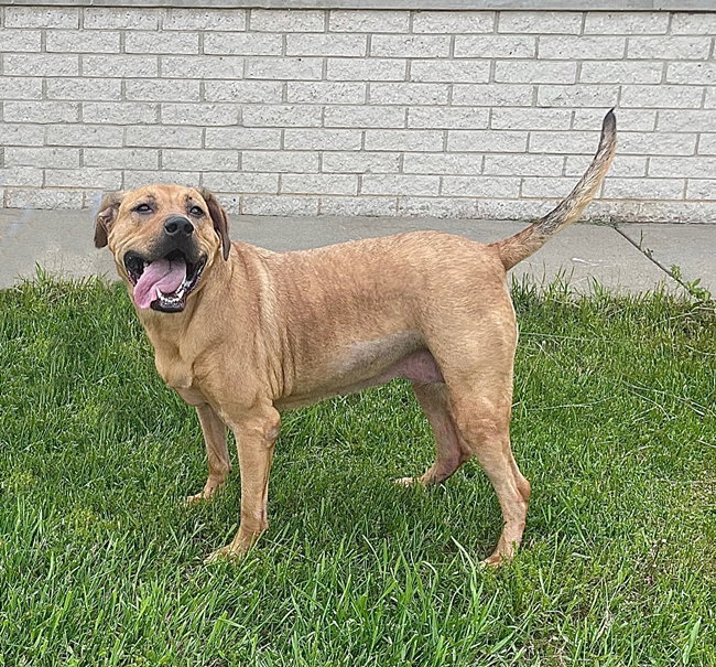 Dog for Adoption - **SASHA**, a Labrador Retriever in Sun Prairie, WI ...