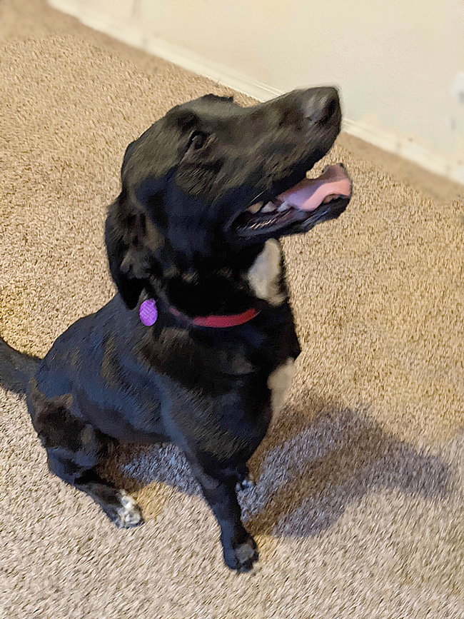 Dog for Adoption - **PHOEBE**, a Black Labrador Retriever in Butler, WI ...
