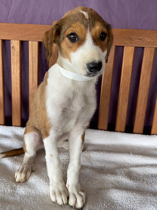 Dog for Adoption - **LAYA**, a Australian Shepherd in Addison, WI ...