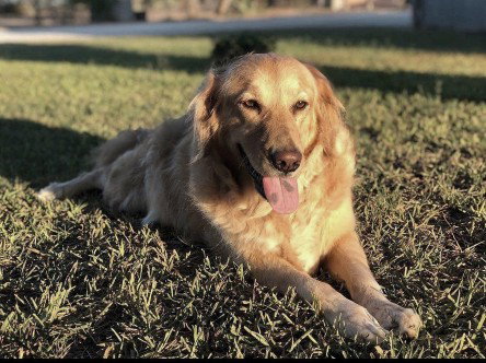Dog for Adoption - **HANNAH**, a Golden Retriever in West Bend, WI ...