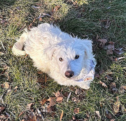 Dog for Adoption - **KADEN**, a Poodle (Miniature) in Wales, WI | Alpha Paw