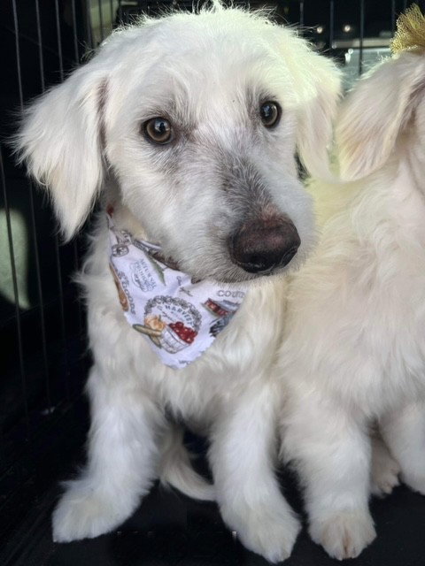 Dog adoption in North Prairie, WI 53153: Poodle (Miniature) / West ...