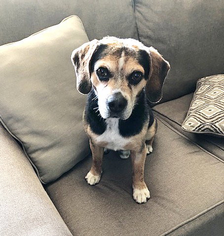 Dog for Adoption - **WATSON**, a Beagle in Racine County, WI | Alpha Paw