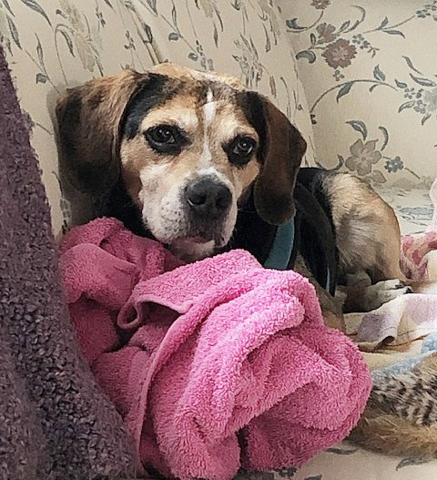 Dog for Adoption - **WATSON**, a Beagle in Racine County, WI | Alpha Paw