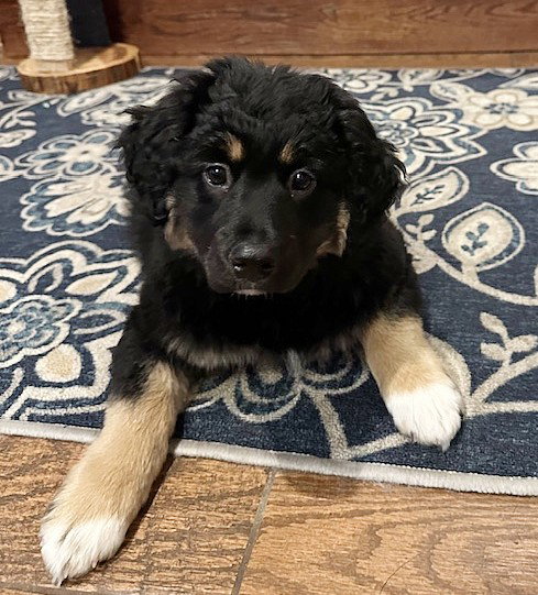 Dog for Adoption - **WILBUR**, a Bernese Mountain Dog in Rockton, IL ...