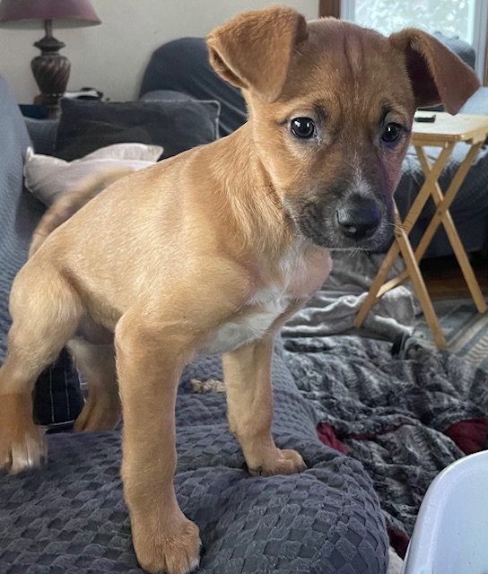 Dog for Adoption - **SASHA**Adoption Event-Sun. 2/4 - 10-3PM, a ...