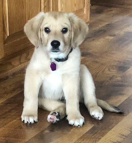 Dog for Adoption - **OZZY**, a Labrador Retriever in Grayslake, IL ...