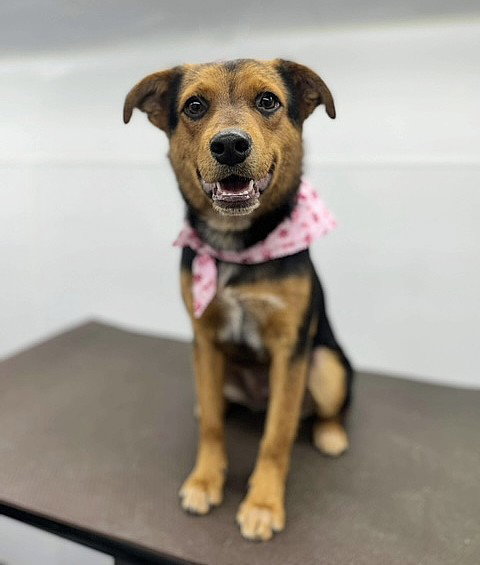 Dog for Adoption - **GIDGET**Adoption Event-Sun. 2/4 - 10-3PM, a Beagle ...
