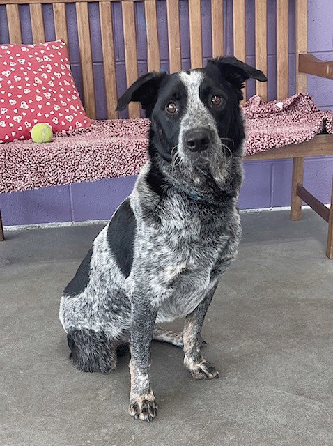 Dog for Adoption - **HURLEY** Adoption Event-Sun. March 10th-10am-3pm ...