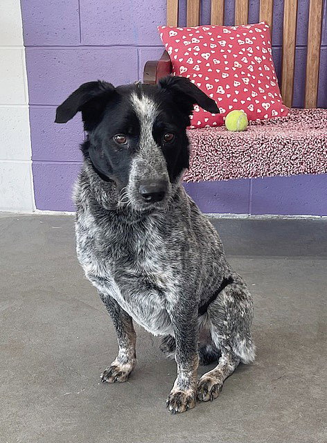Dog for Adoption - **HURLEY** Adoption Event-Sun. March 10th-10am-3pm ...