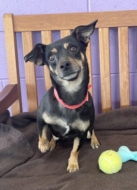 Dog for Adoption - **LANEY** Adoption Event-Sun. March 10th-10am-3pm, a ...