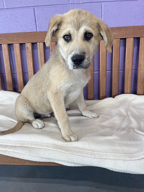 Dog for Adoption - **POSTY**, a Labrador Retriever in Milwaukee, WI ...