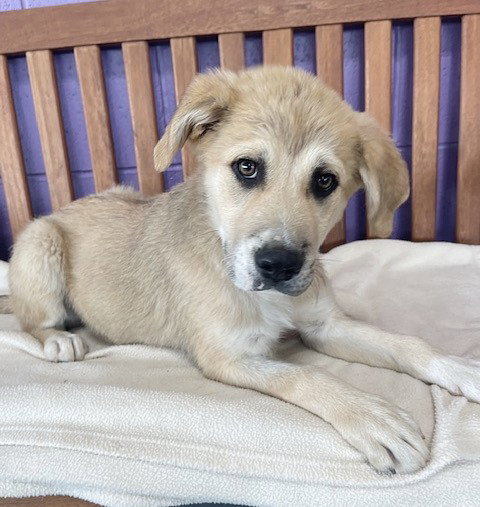 Dog for Adoption - **POSTY**, a Labrador Retriever in Milwaukee, WI ...