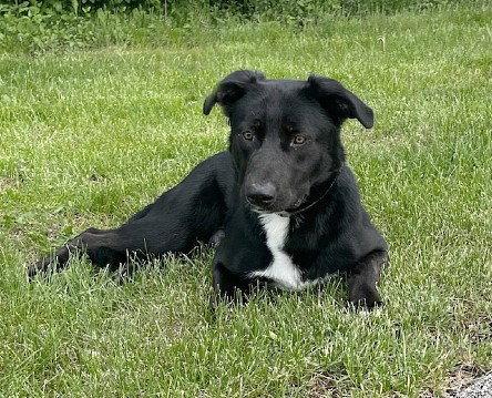 Dog for Adoption - **MALUKI**, a Labrador Retriever in Merton, WI ...