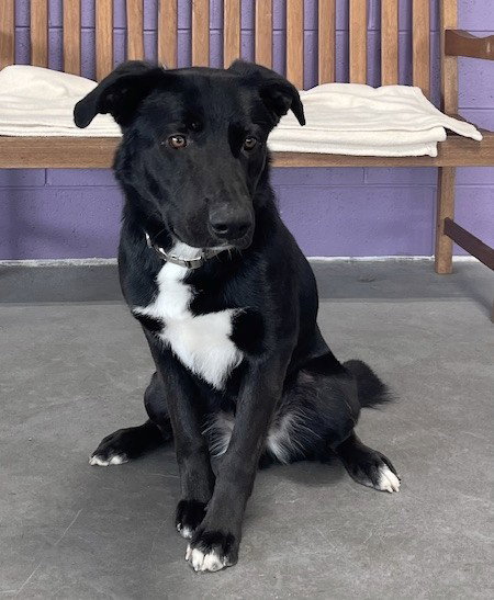 Dog for Adoption - **MALUKI**, a Labrador Retriever in Merton, WI ...