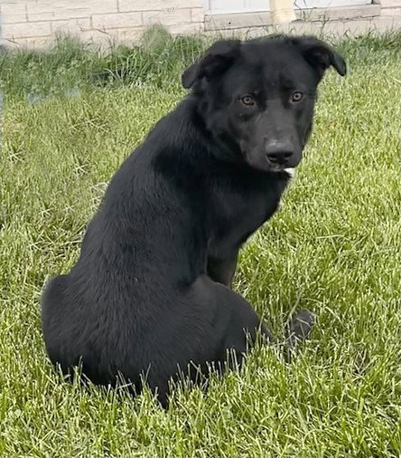 Dog for Adoption - **MALUKI**, a Labrador Retriever in Merton, WI ...