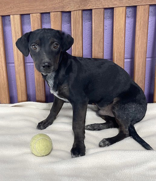 Dog for Adoption - **CHUY**, a Dachshund in Richmond, WI | Alpha Paw