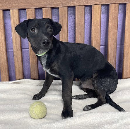 Dog for Adoption - **CHUY**, a Dachshund in Richmond, WI | Alpha Paw