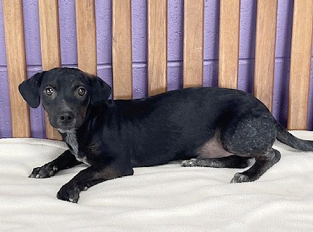 Dog for Adoption - **CHUY**, a Dachshund in Richmond, WI | Alpha Paw