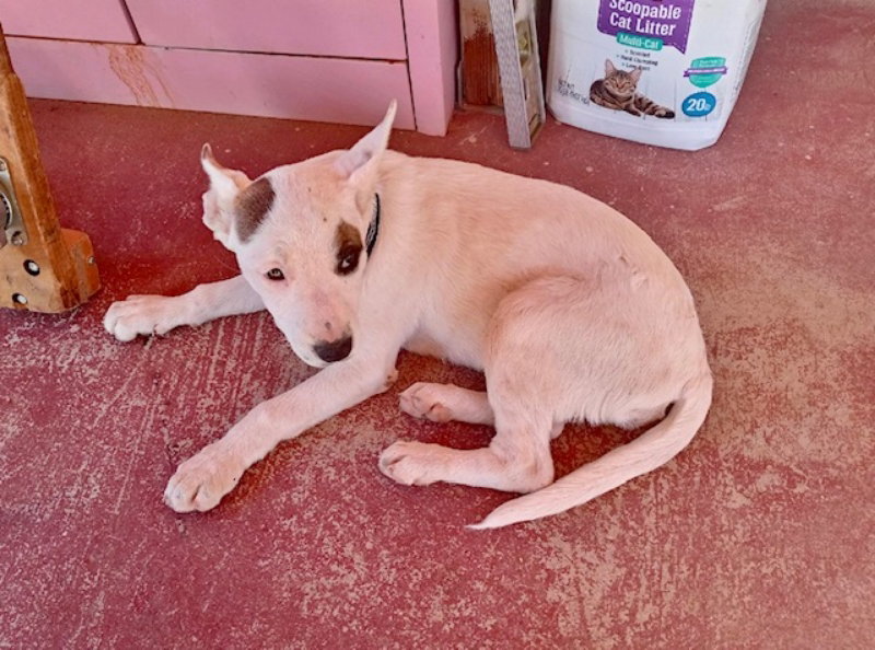 Dog for Adoption - Zoey, a Bull Terrier in Chandler, AZ | Alpha Paw