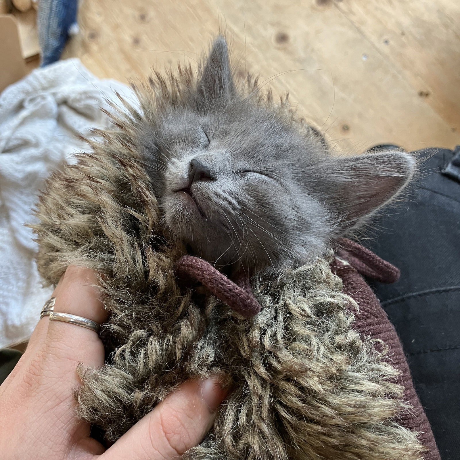 Cats for Adoption in Diablo, California | Alpha Paw