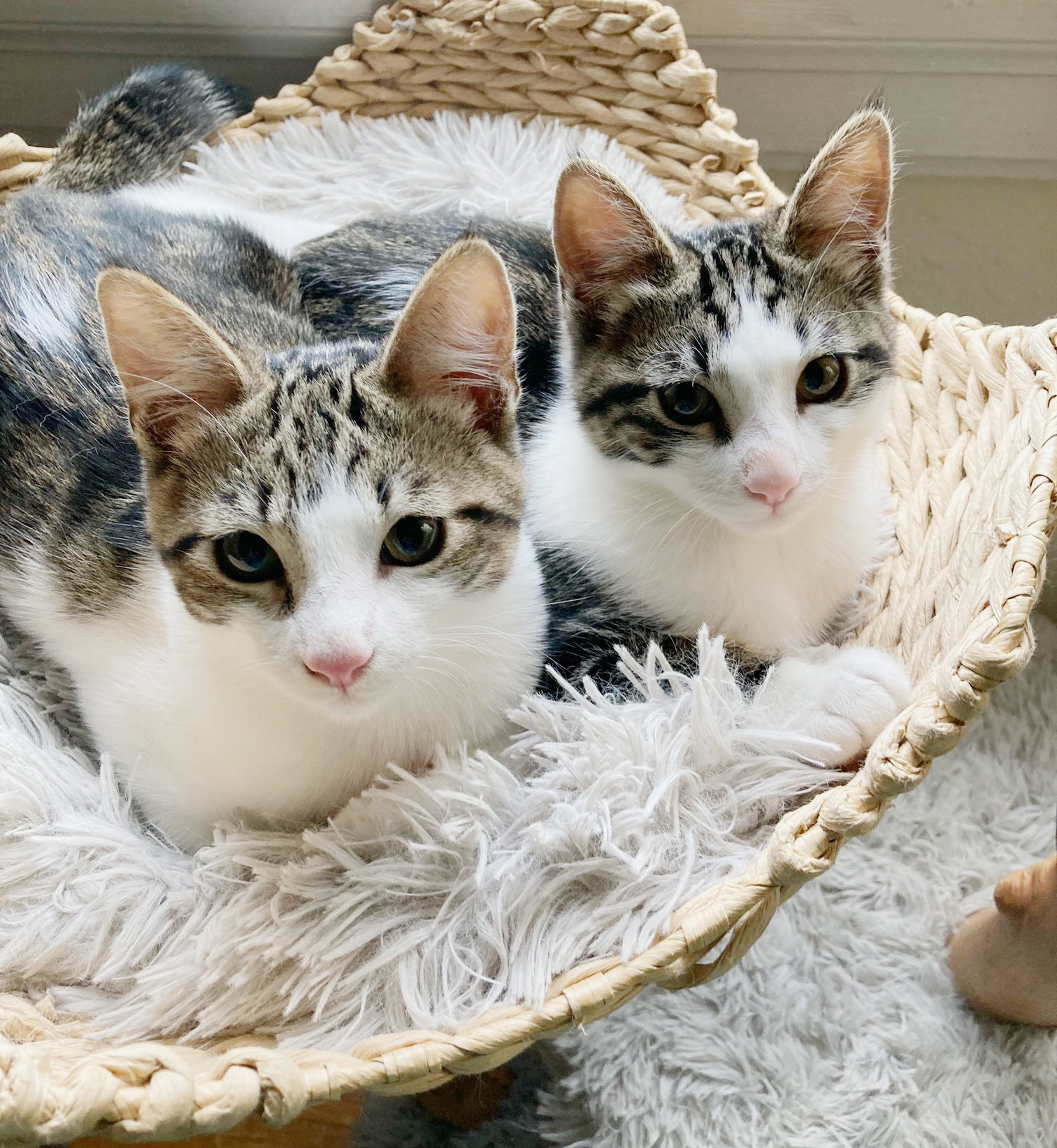 Cat adoption in Alameda, CA 94501: Domestic Short Hair / Mixed (short ...