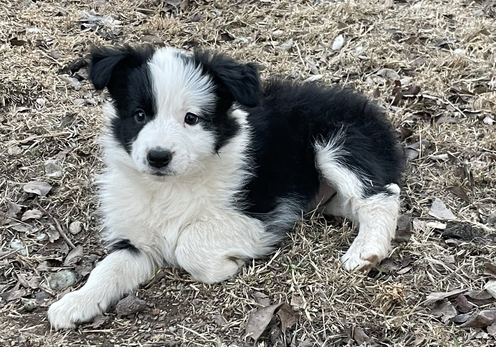 Dog for Adoption - Pepper, a Border Collie in Irvine, CA | Alpha Paw