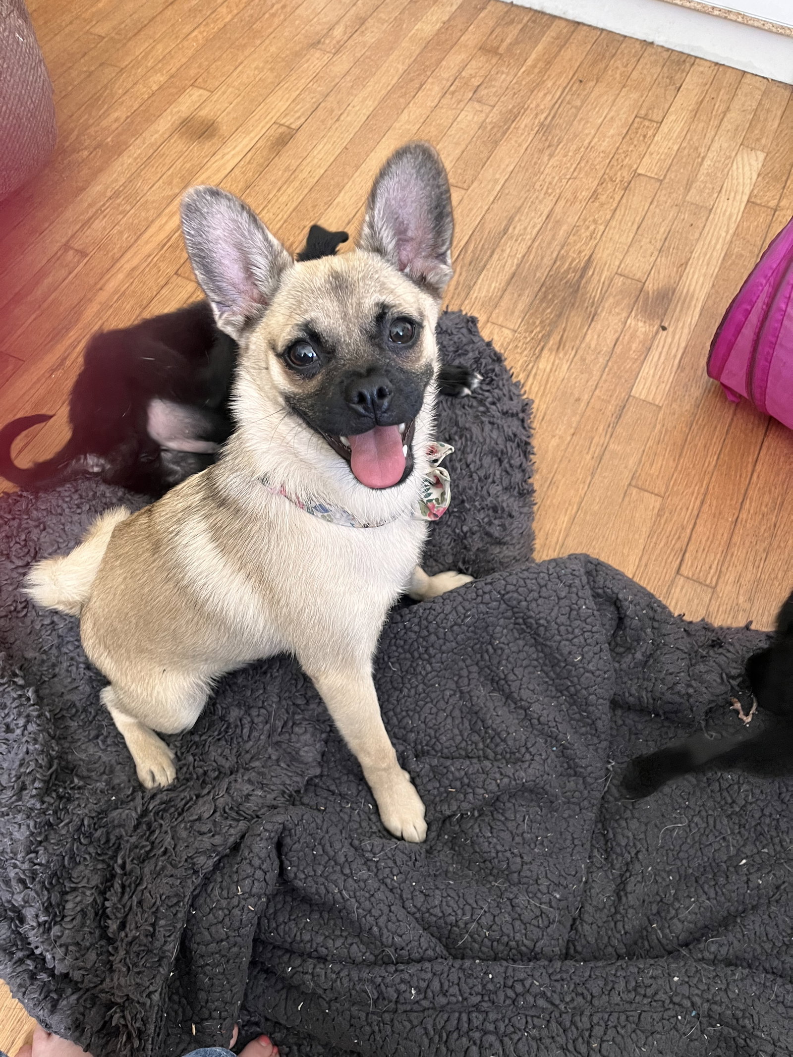Dog for Adoption - Simon, a Pug in West Puente Valley, CA | Alpha Paw