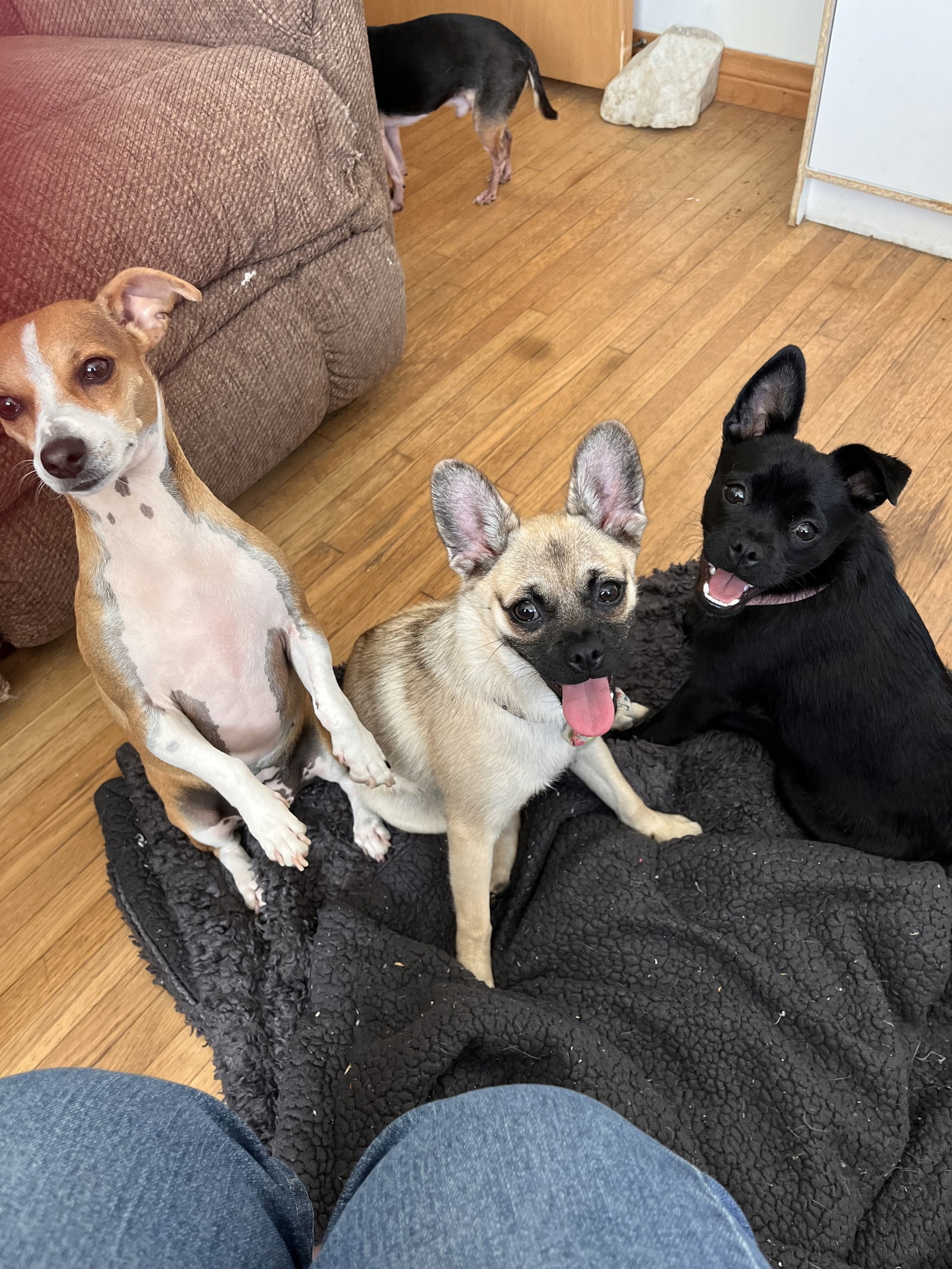 Dog for Adoption - Simon, a Pug in West Puente Valley, CA | Alpha Paw