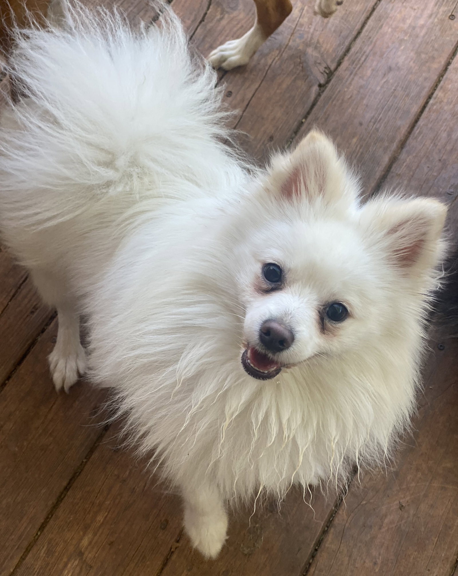 Dog for Adoption - Drogo, a Pomeranian in Frisco, TX | Alpha Paw