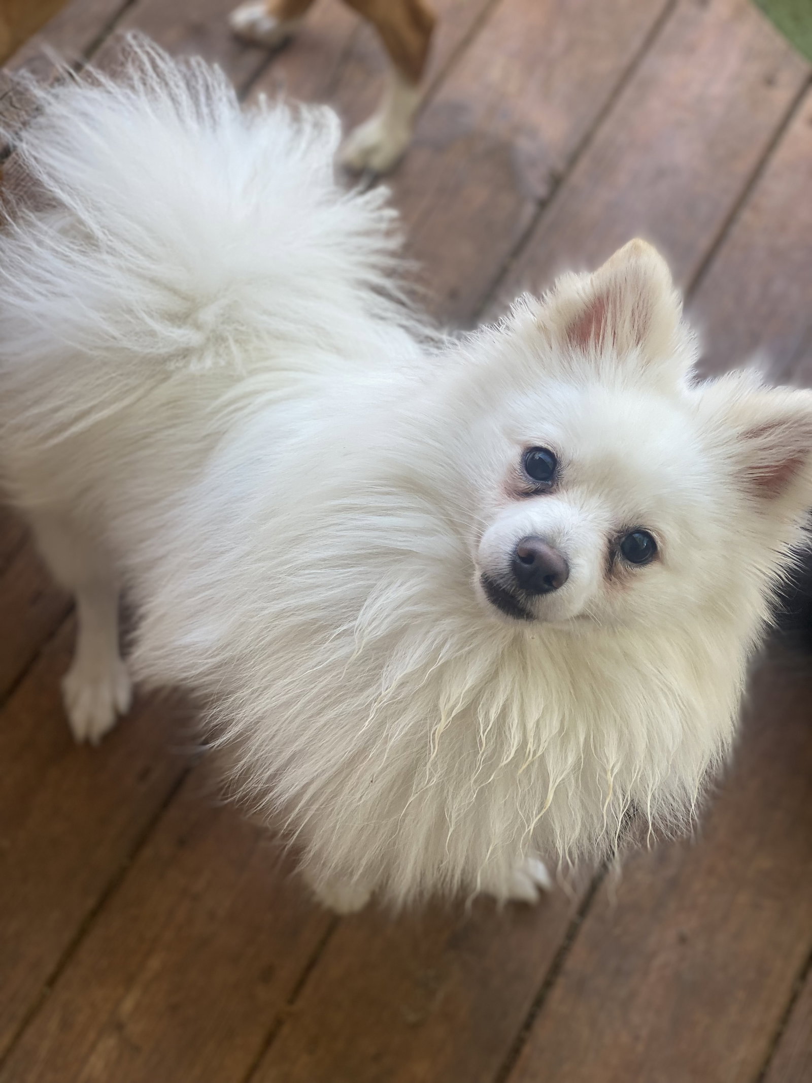 Dog for Adoption - Drogo, a Pomeranian in Frisco, TX | Alpha Paw