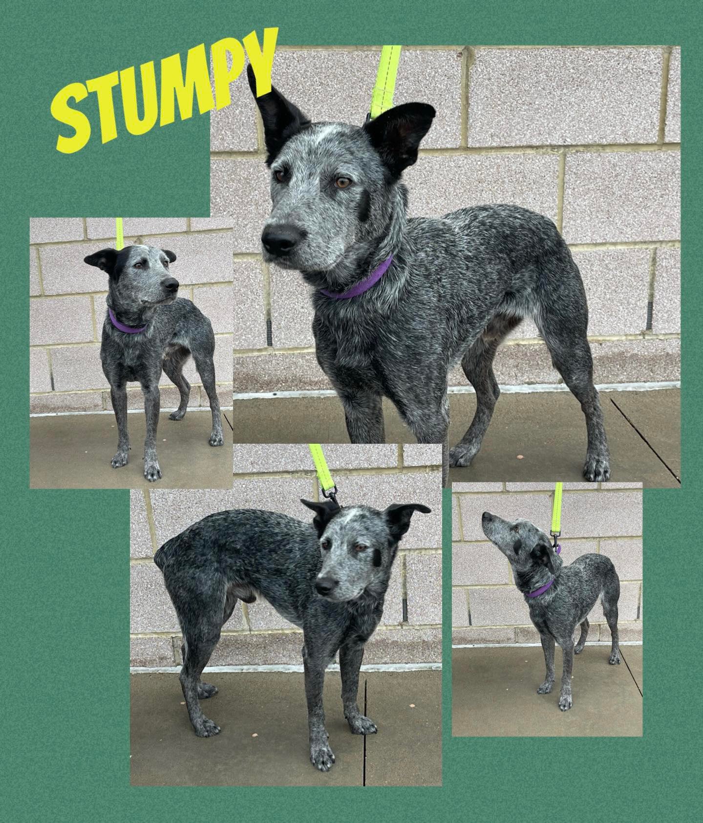 Dog for Adoption - Stumpy, a Australian Cattle Dog/Blue Heeler in ...