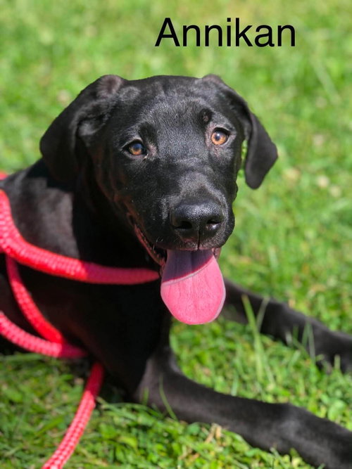 Anakin's Web Page - Randolph County Humane Society
