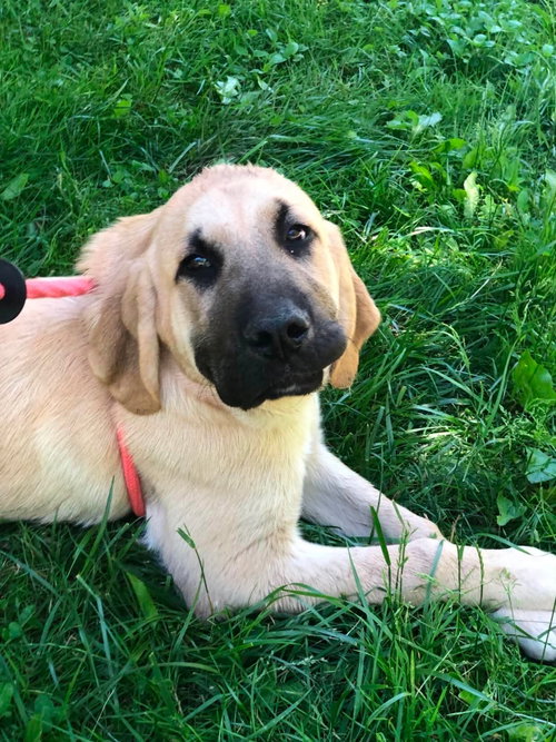 Baldwin's Web Page - Randolph County Humane Society