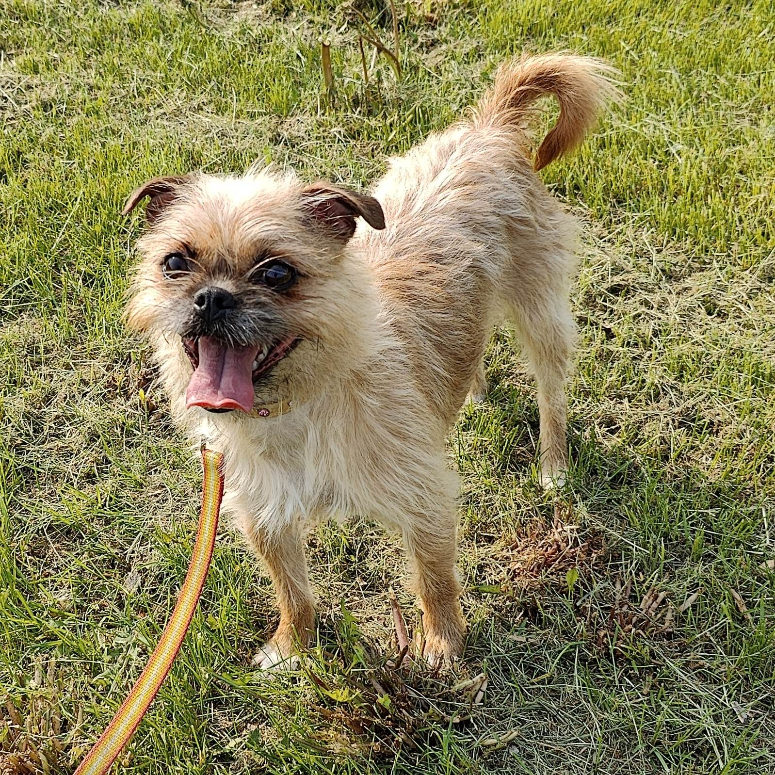 Dog for Adoption - Sherry, a Brussels Griffon in Le Sueur County, MN ...