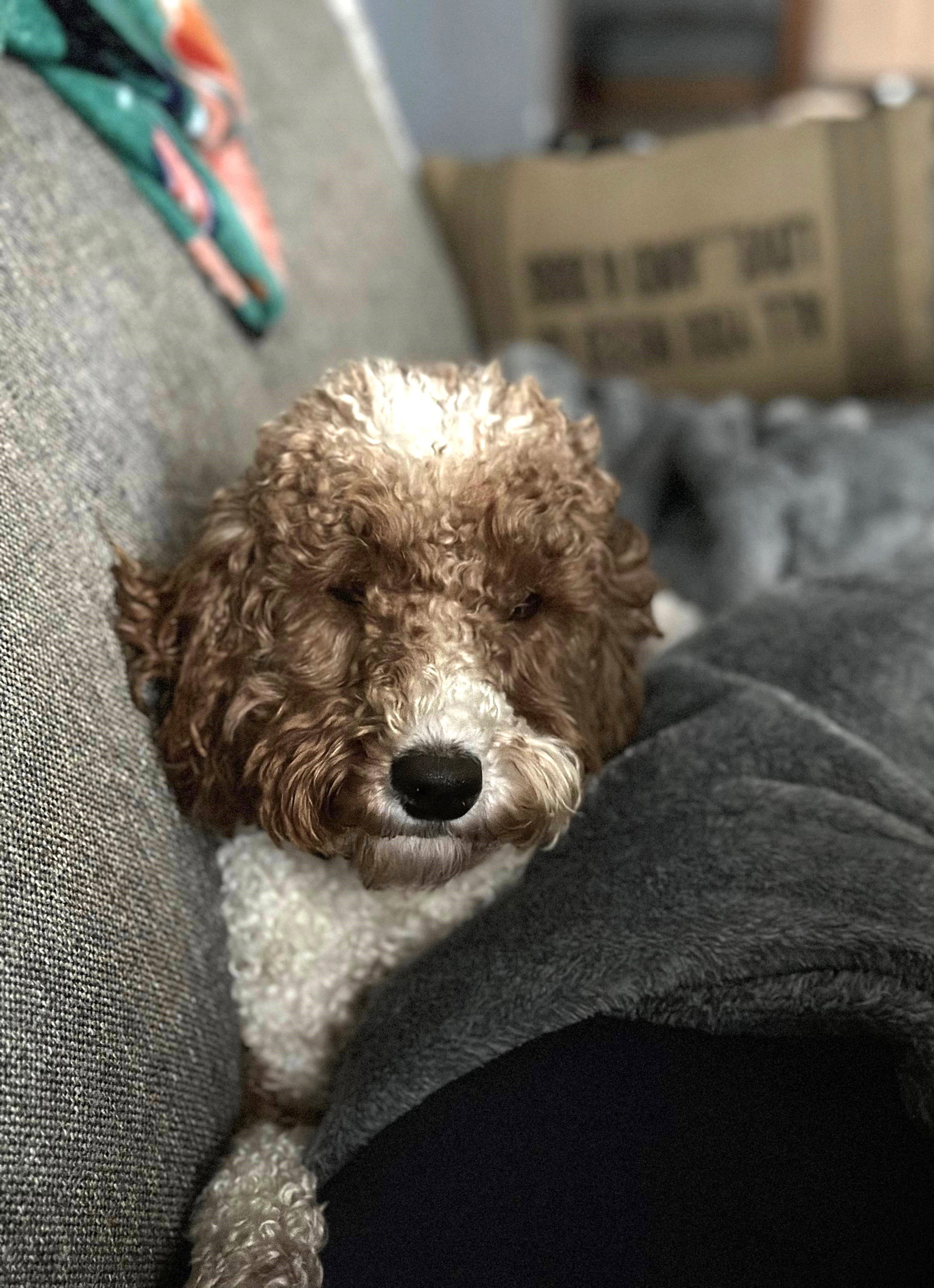 Dog for Adoption - Rupert Giles, a Poodle (Miniature) in Le Sueur ...